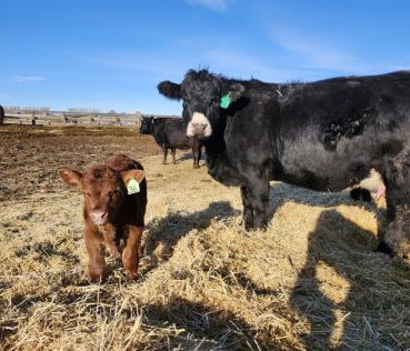Johnstone Auction Mart